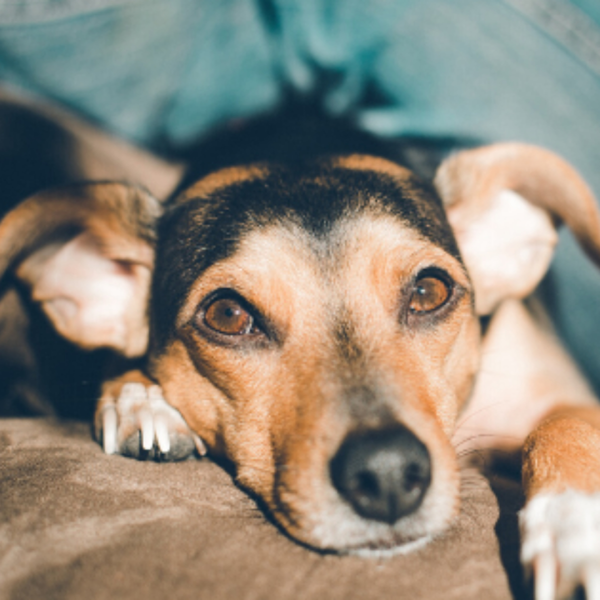 Magendrehung Hund • Symptome & Warnzeichen | felmo Ratgeber | felmo