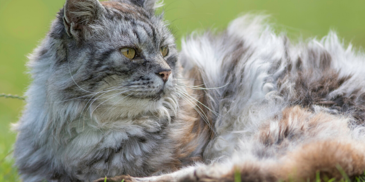 Katze hat Durchfall • Symptome & Ursachen | felmo Ratgeber | felmo