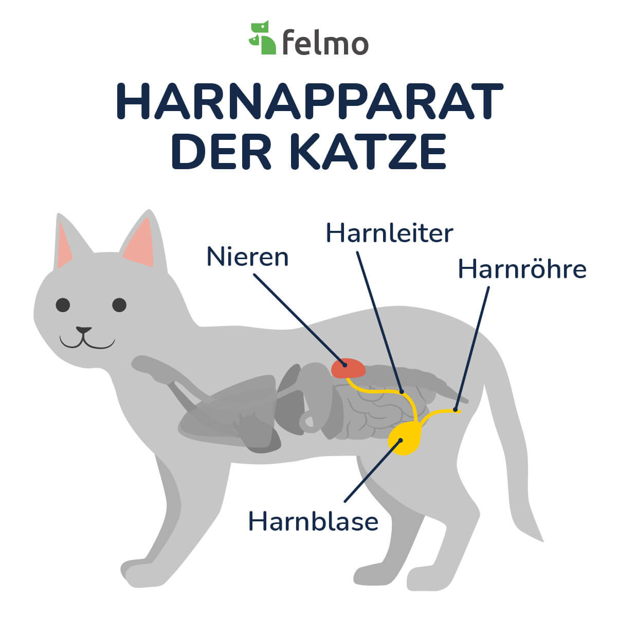 Blasenentzündung Katze • Symptome & Behandlung | felmo Ratgeber | felmo