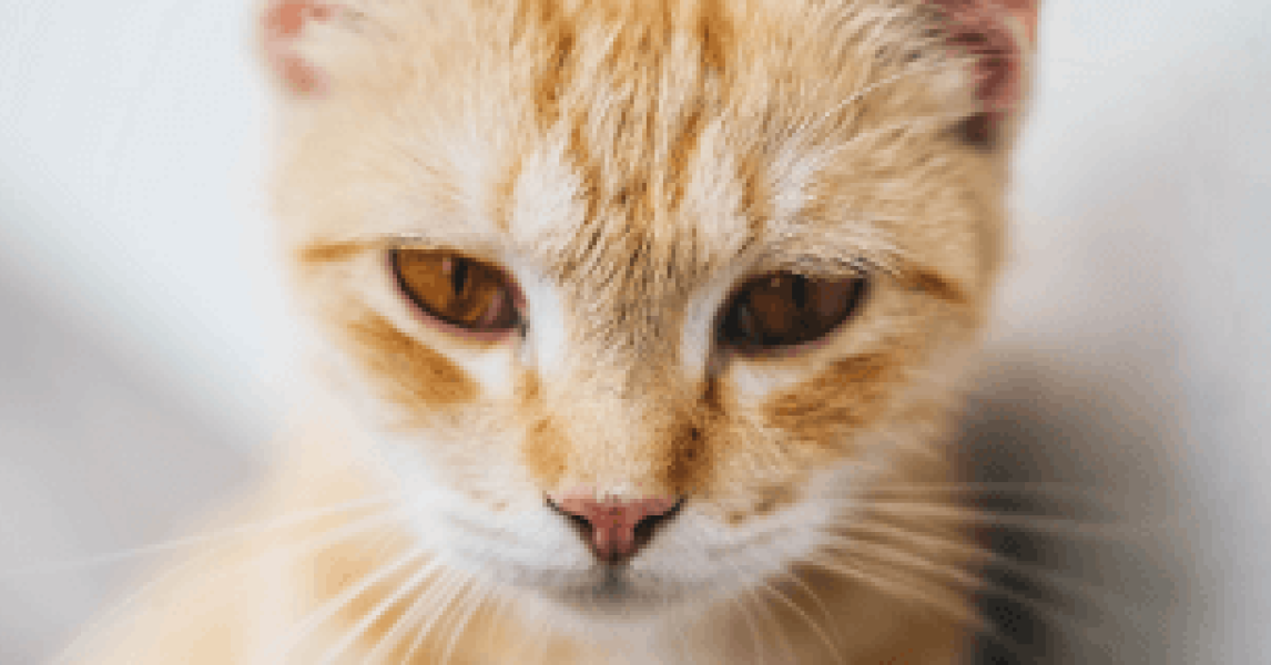 Notfall: Panleukopenie • Katzenseuche • Symptome | felmo Ratgeber | felmo