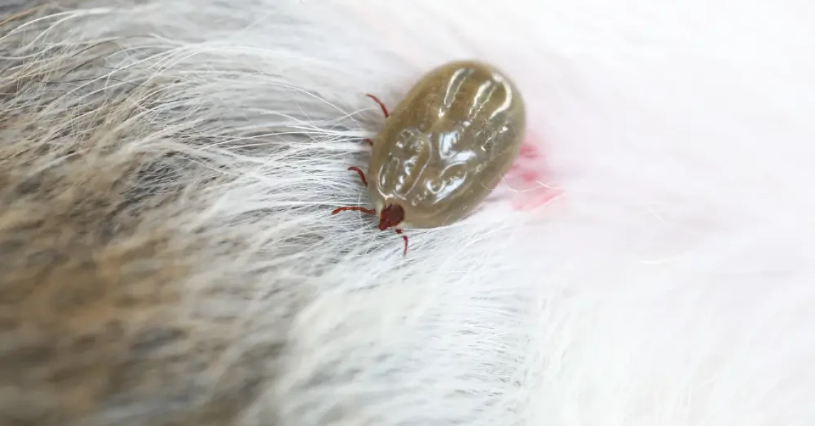 Milben Hund: Erkennen & Behandeln | felmo Ratgeber | felmo