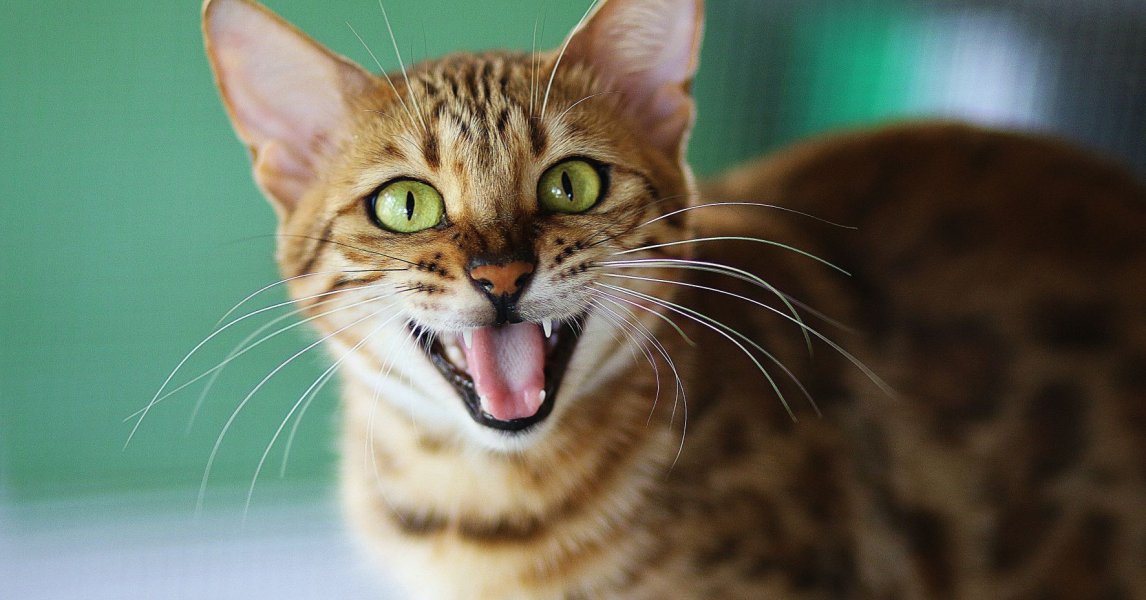 Tipps für ein gesundes & starkes Gebiss bei Katzen | felmo
