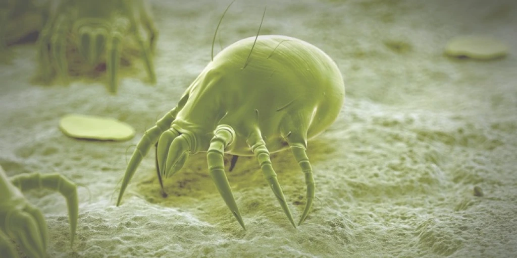 So erkennst du Milben bei Katzen. Erfahre die Symptome und nutzen diese ...