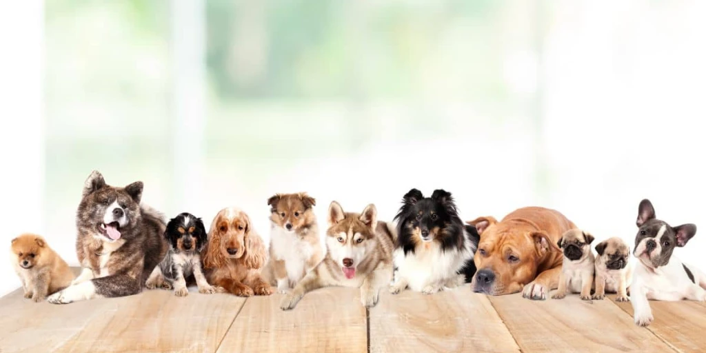 Die 10 beliebtesten Hunderassen in Deutschland | felmo