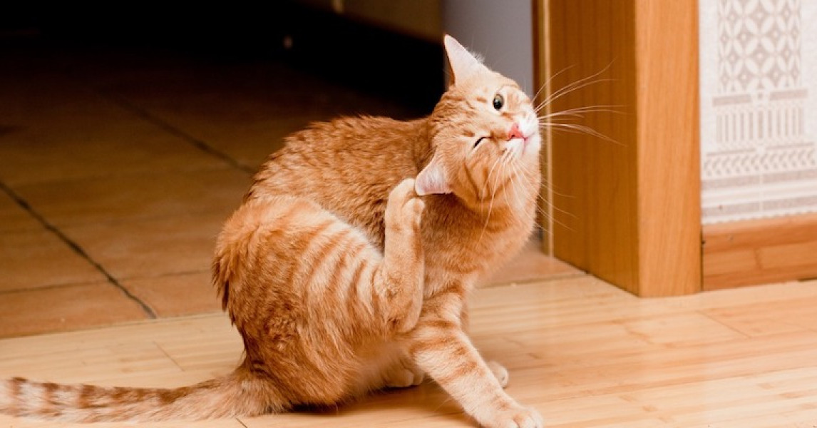 So erkennst du Milben bei Katzen. Erfahre die Symptome und nutzen diese ...
